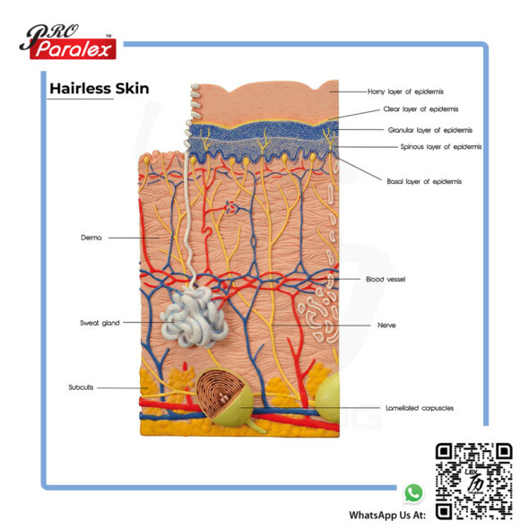 3 Part Smart Anatomy Scientific Human Skin Model – Lex Trading