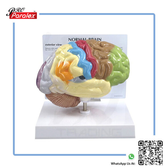 X000Z1EII5 – Human Half Brain Sensory And Motor Areas Anatomy Model ...