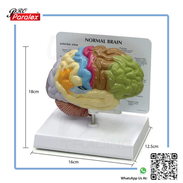 X000Z1EII5 – Human Half Brain Sensory And Motor Areas Anatomy Model ...