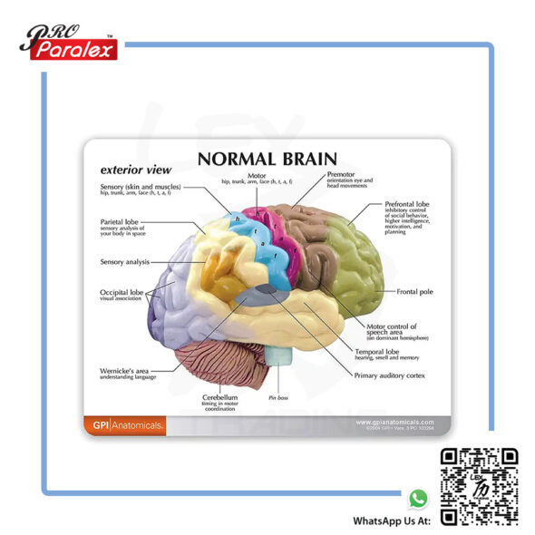 X000Z1EII5 – Human Half Brain Sensory And Motor Areas Anatomy Model ...