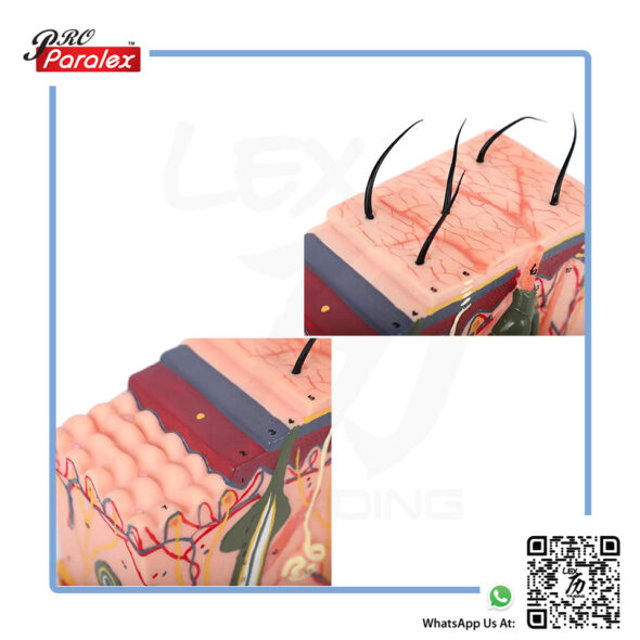 PVC Training Model Skin Structure – Lex Trading